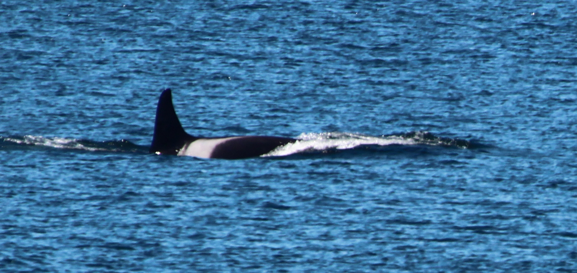 IMG_6105 – Orcasound